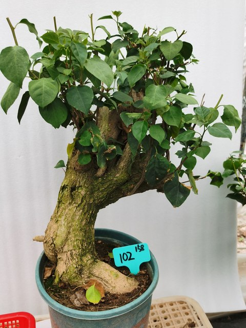 California Huang Lao Pi