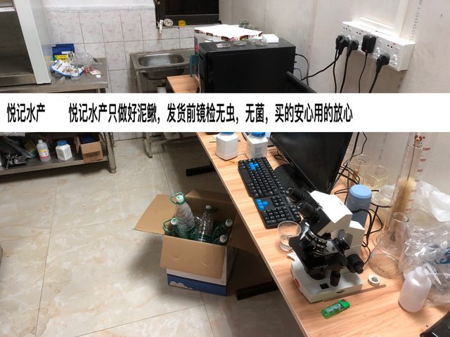 Taiwan small loach seedlings loach fish fresh turtle dragon fish and ...