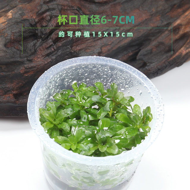 North American lilac sterile cup middle back grass red grass fish tank ...