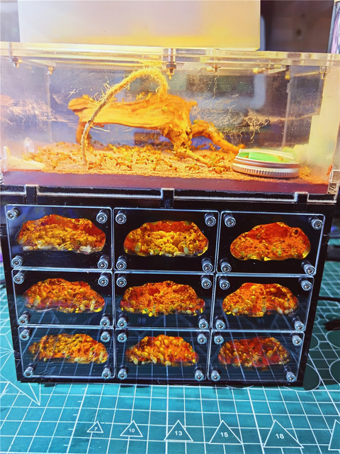 Sky City D version pet ant workshop cage breeding live ant nest acrylic ...