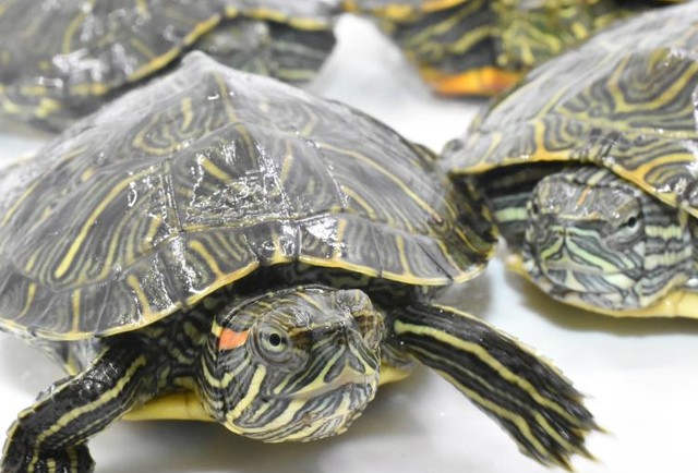 Live turtle, large Brazilian turtle, live pet turtle, longevity ...