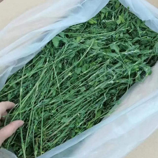 Alfalfa rabbit food, purple flower hay, baby rabbit food, guinea pig ...