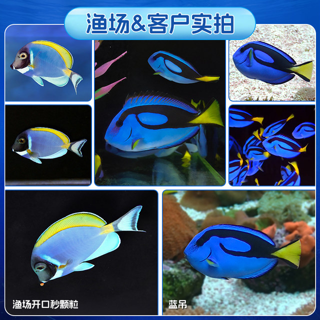 Blue hanging pink blue hanging saltwater fish ornamental fish live ...