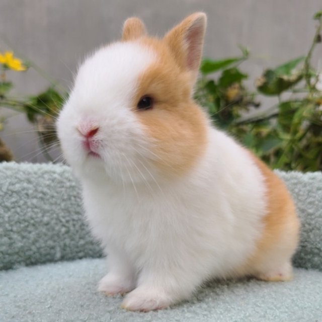 Small dwarf rabbit live animal does not grow large mini rabbit children ...