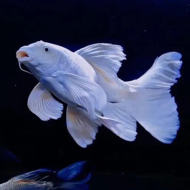 Purebred butterfly carp fine and universal body Taiwanese imperial ...