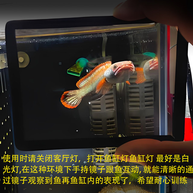 Thunder dragon fish training mirror biting tank gill glass one-way ...