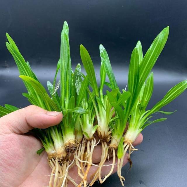 Special offer aquatic green nine-crown fish tank aquarium fish tank ...