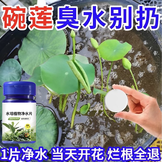 Lotus lotus water purification tablets for germination, water lily ...