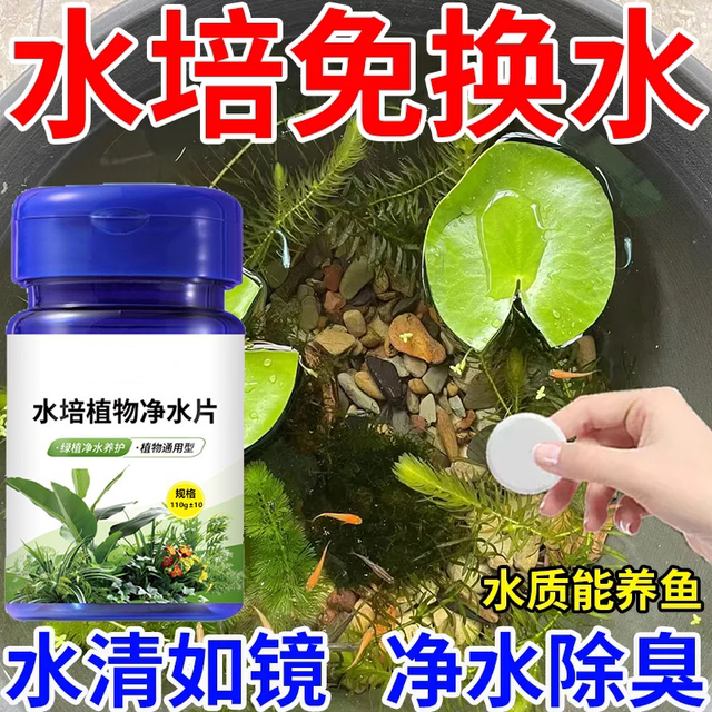 Lotus lotus water purification tablets for germination, water lily ...