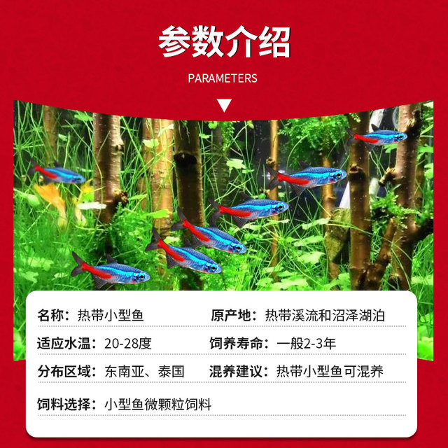 Tropical ornamental fish are easy to raise, traffic light zebrafish ...