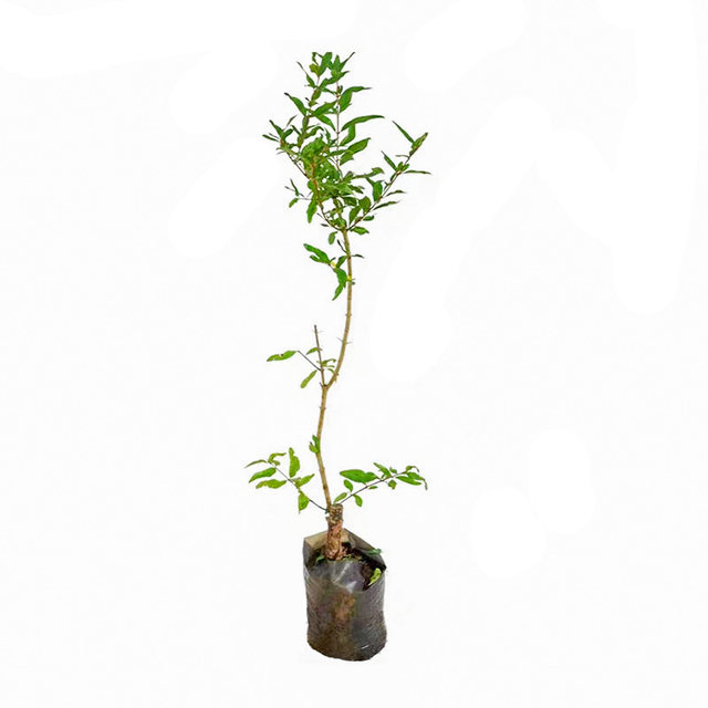 Pomegranate saplings, ground planting, courtyard fruit saplings ...
