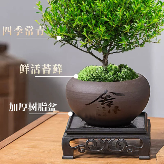 Small-leaf red nan old pile potted bonsai mini plants indoor flowers ...