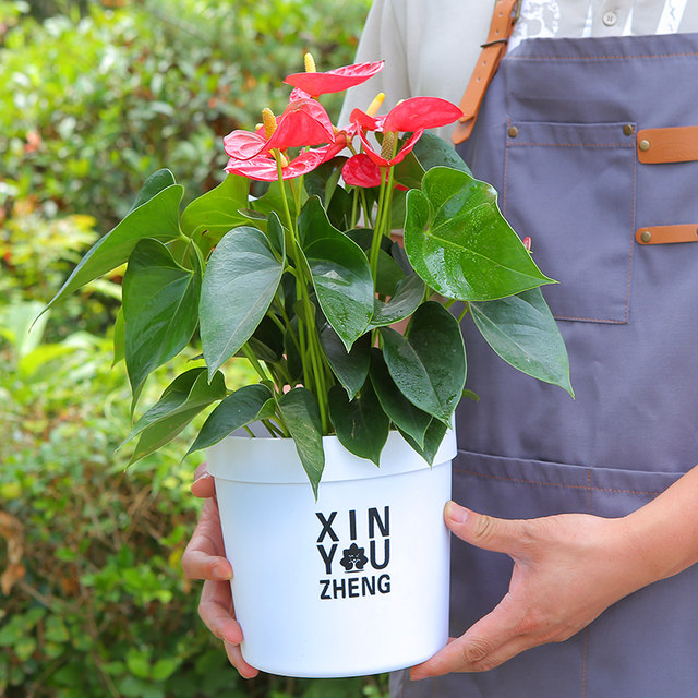 Automatic water-absorbing flower pot plastic green radish hydroponic ...