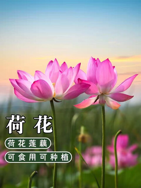 Lotus root seedlings hydroponic ornamental lotus root potted water fish ...