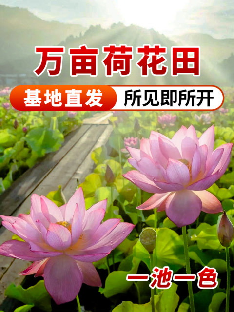 Lotus root seedlings hydroponic ornamental lotus root potted water fish ...