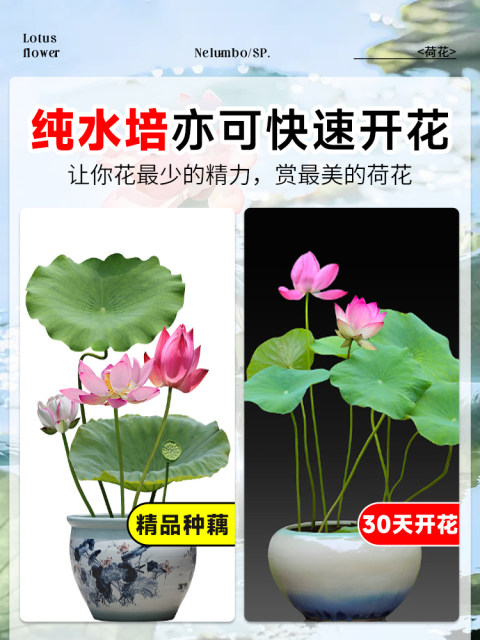 Lotus root seedlings hydroponic ornamental lotus root potted water fish ...