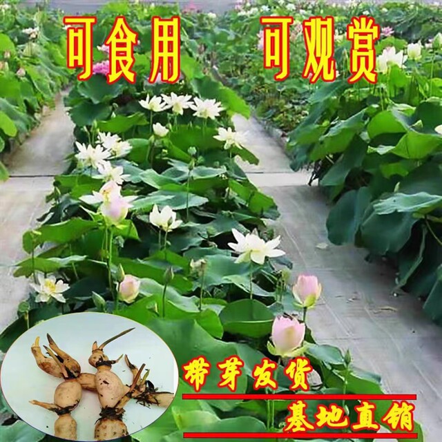 Lotus root seedlings hydroponic ornamental lotus root potted water fish ...