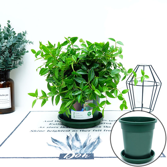 Diamond Jade Spider Plant Potted Flowers Indoor Hanging Green Plants ...