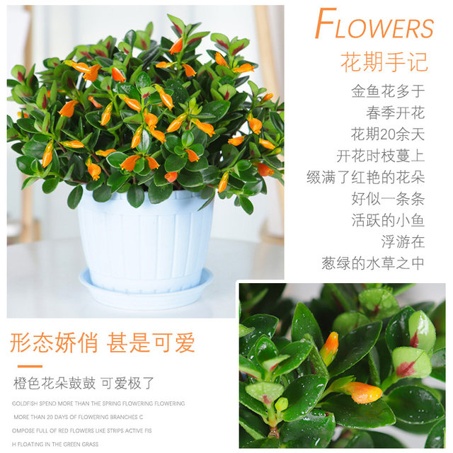 Goldfish Chlorophytum potted four-season flower plant goldfish flower ...
