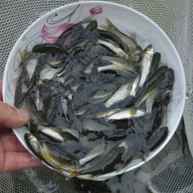 Large grass carp fry freshwater aquaculture edible Anhui fish very ...