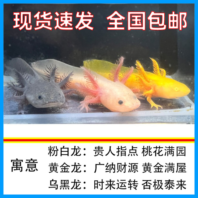Hexagonal dinosaur fish, cold water fish, salamander, aquarium pet ...