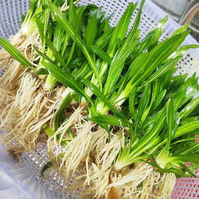 Mini nine-crown crown novice aquatic plants are easy to maintain and ...