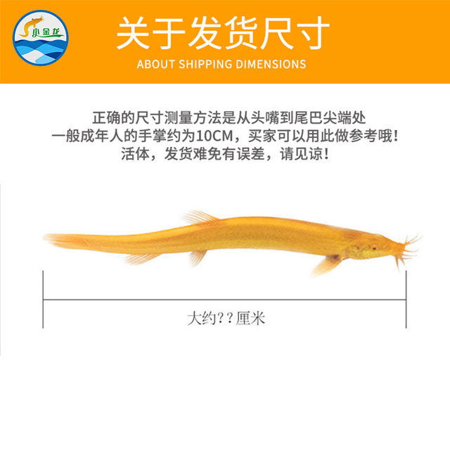 Watch the golden landscape, small golden dragon loach fresh living body ...