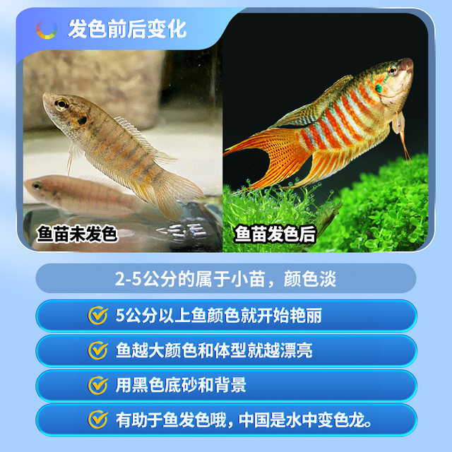 Chinese Douyu Live Fish Cold Water Freshwater Watching Fish Fish ...