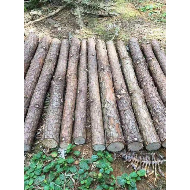 Fish Tank Sink Wood Forest Tree Steel Wastewood Rain Forest Tank ...