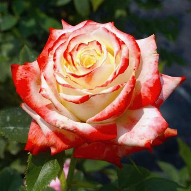 The new Farah Queen rose shrub cut flower is heat-resistant and ...