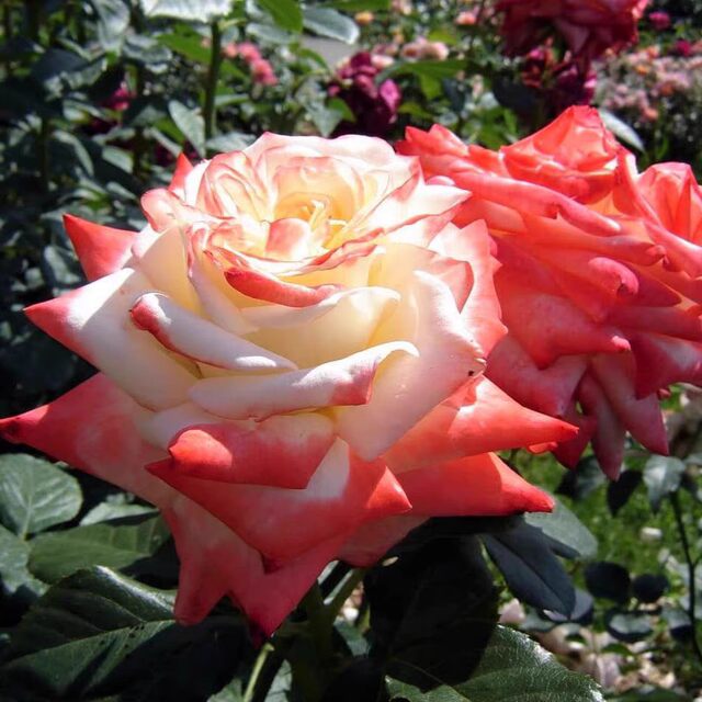 The new Farah Queen rose shrub cut flower is heat-resistant and ...