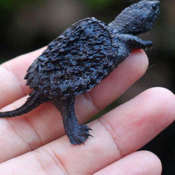 North American small snapping turtle hatchling live animal pet turtle ...