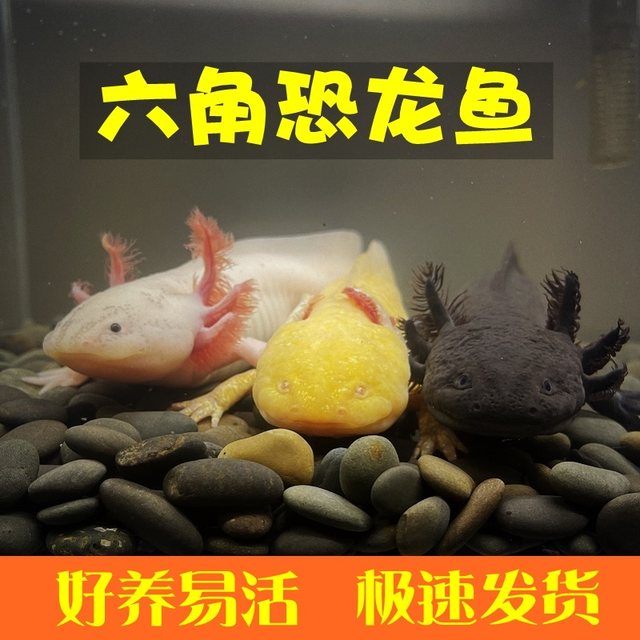 Hexagonal dinosaur, one father, one mother net red pet deep -water cold ...
