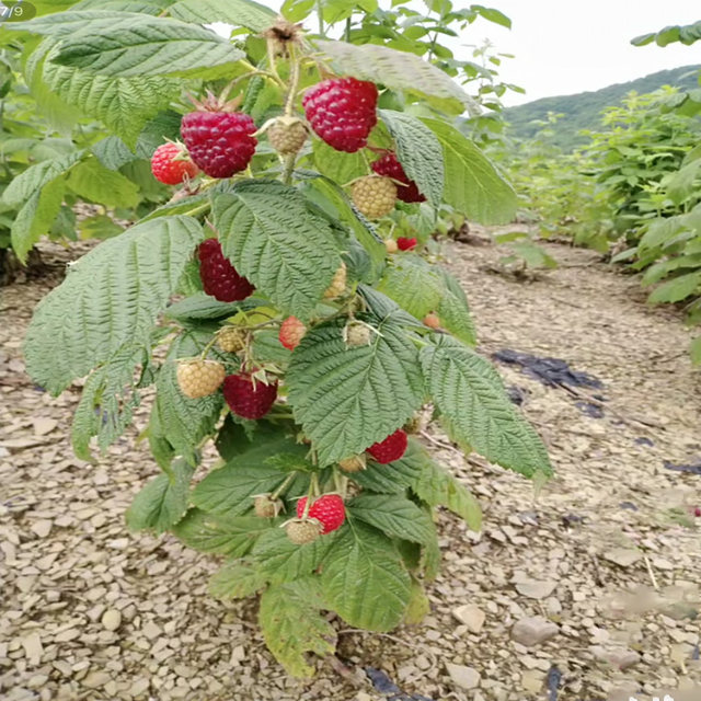 Raspberry seedlings double-season raspberry fruit saplings potted ...