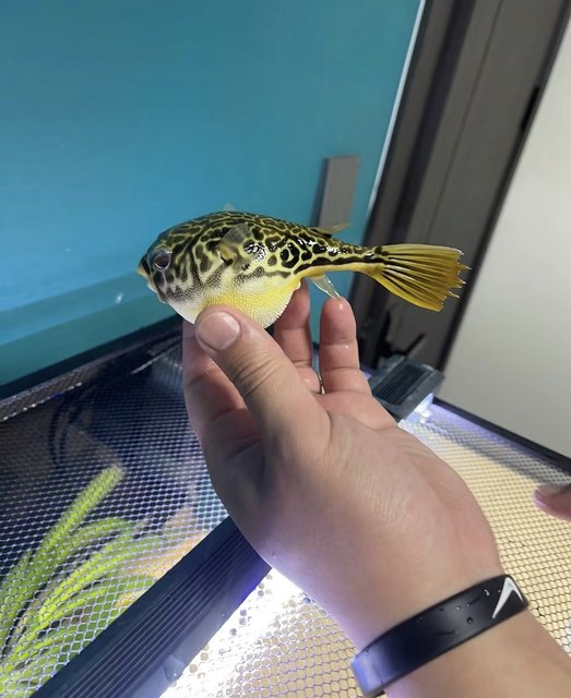 Zebra dog head Puffer fish fish fry tap fishes ornamental fish ...