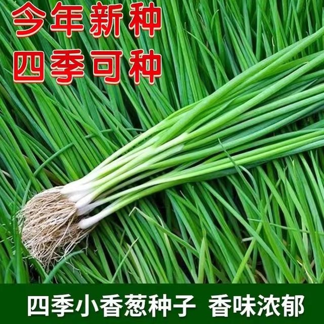 Chive seeds four seasons fast-growing small chive seeds potted ...