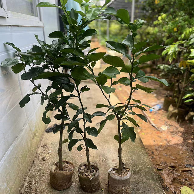 Siamese red grapefruit tree seedlings potted ruby grafting grapefruit ...