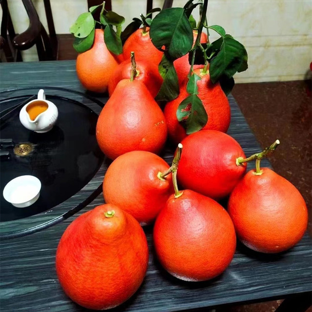 Siamese red grapefruit tree seedlings potted ruby grafting grapefruit ...