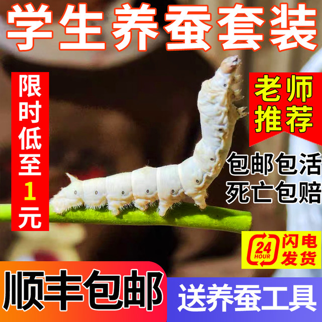Silkworm baby natural living students raising silkworm suits Living ...