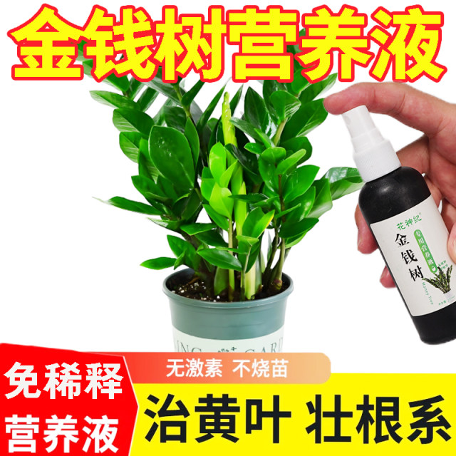 Money tree nutrient solution for germination, prevention of yellowing ...