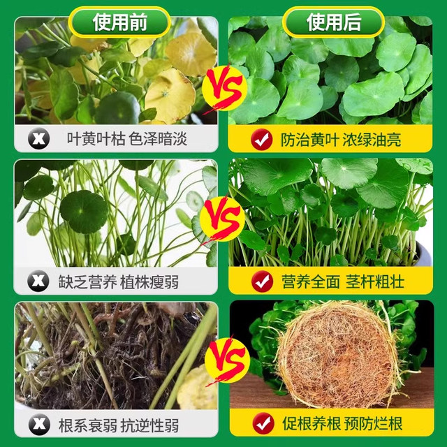Coppercurus nutritional solution avoid diluted dedicated fertilizer to ...