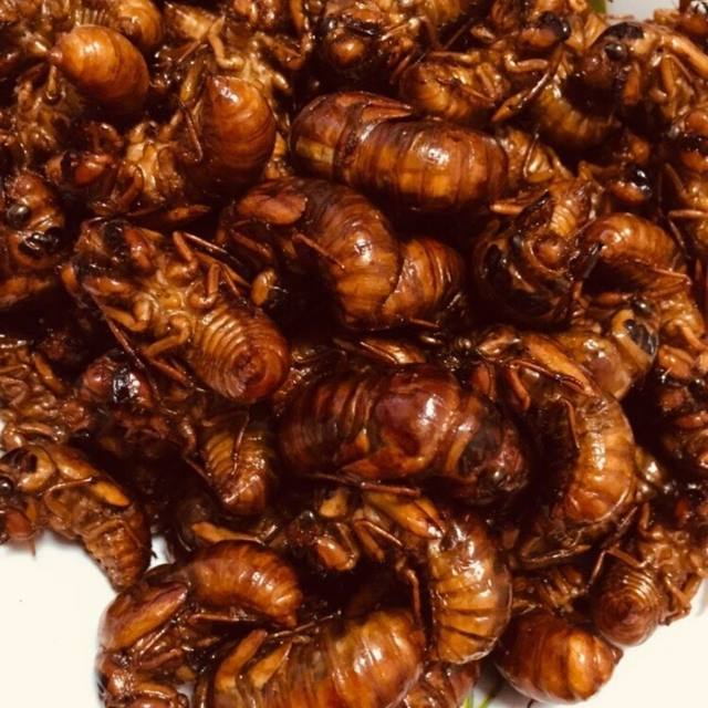 Fresh fried golden cicada knows that monkeys are cicadas, Golden Cicada ...