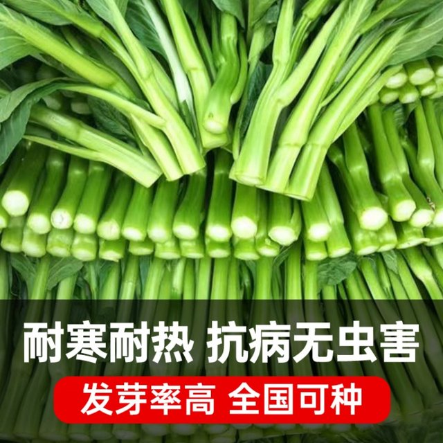 Guangdong Sijiu Vegetable Heart Seeds Sowed Sweet Red Cooked Moss Quick ...