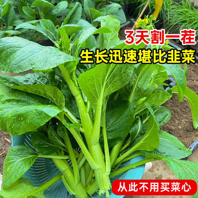 Guangdong Sijiu Vegetable Heart Seeds Sowed Sweet Red Cooked Moss Quick ...