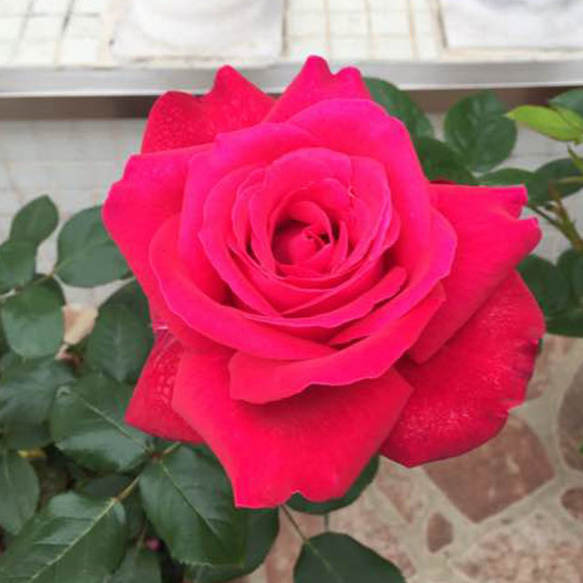 Big flowers and fragrant rose seedlings Alec Red rose balcony green ...
