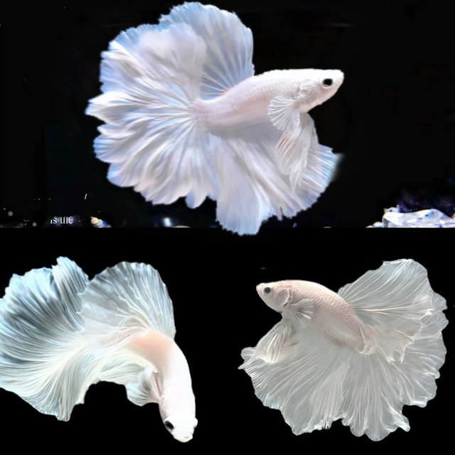 Mantail yarn Thai beef fish ornamental fry small pets easy to maintain ...
