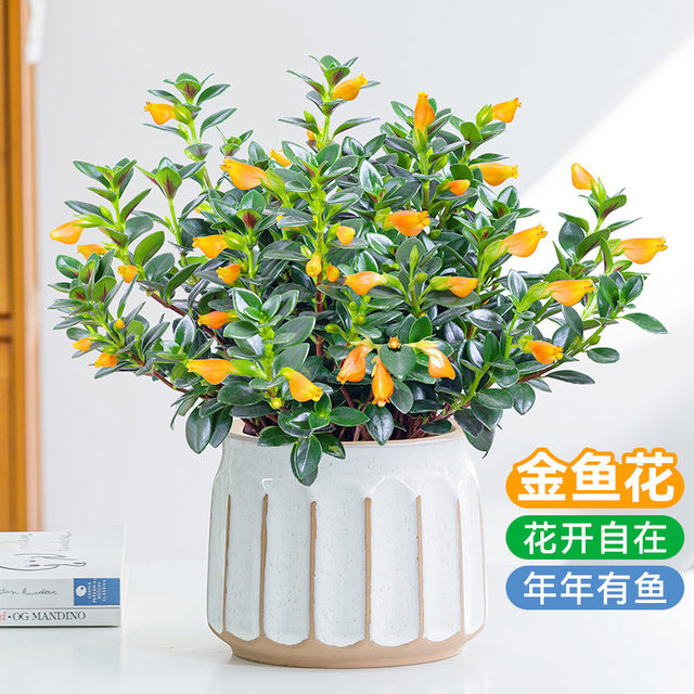 Goldfish Chlorophytum potted four-season flower plant goldfish flower ...