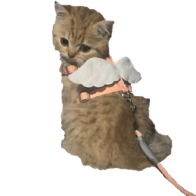Cat traction rope to go out for special cat walking ropes, love wings ...