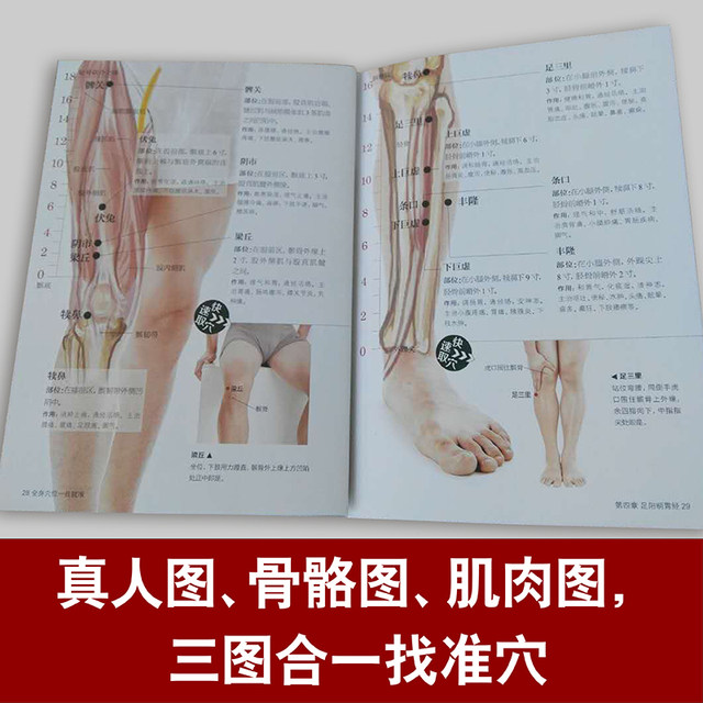 The whole body acupoints are accurate. The complete collection of ...