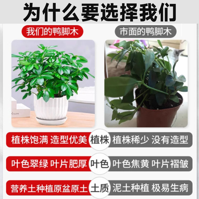 Bayang Lai Cai Xiaotu Duck Foot Wood Four Seasons Changqing Desktop ...